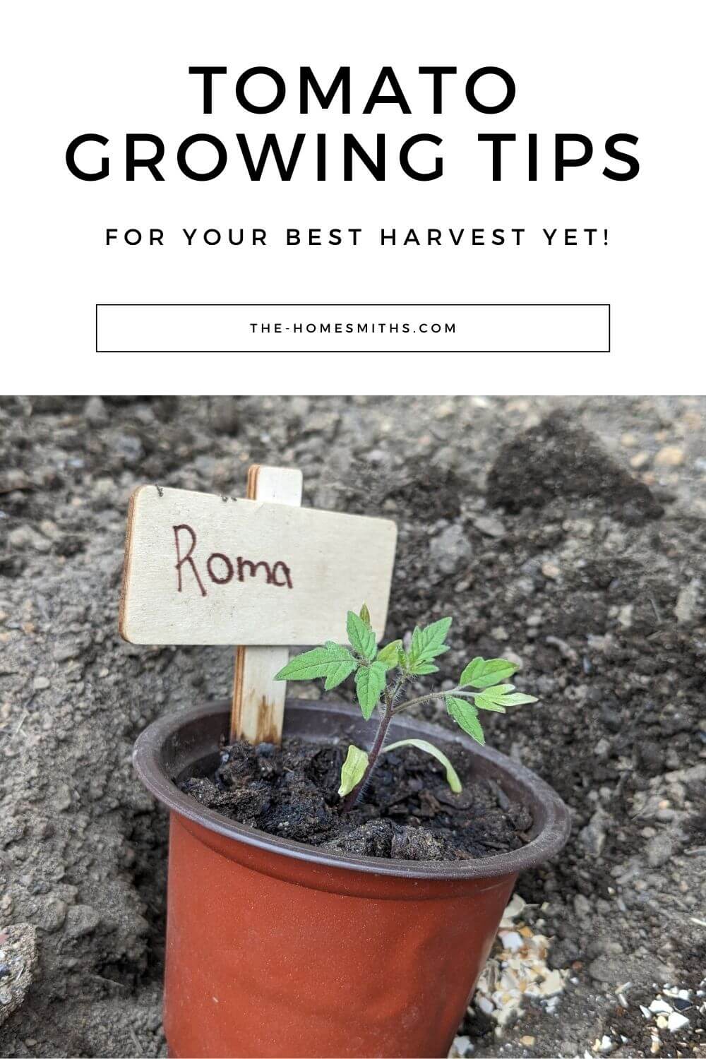 Tomato Growing Tips For Your Best Harvest - The Homesmiths