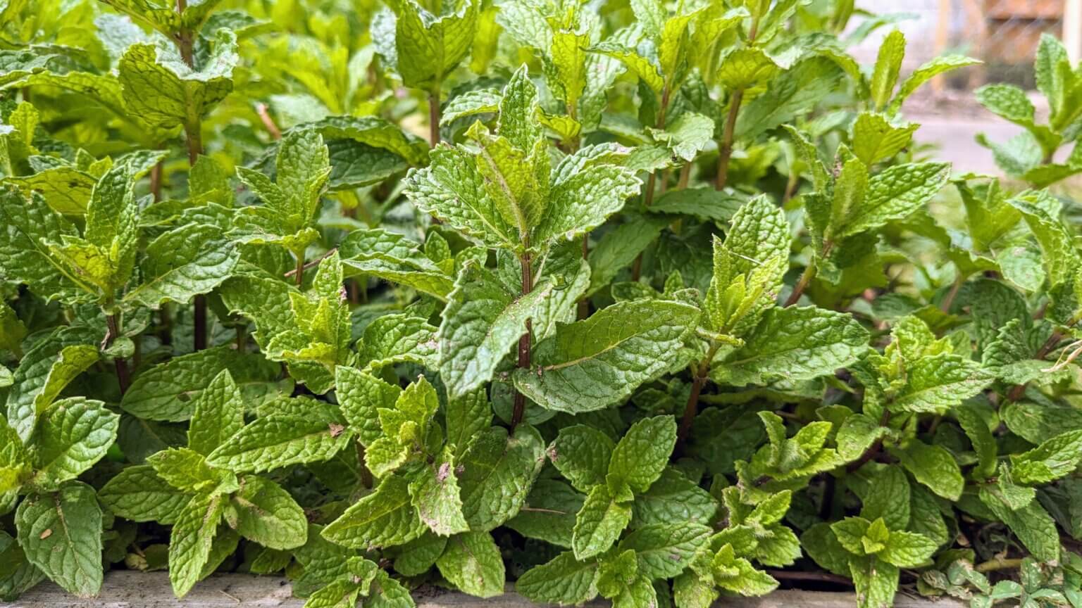 Simple and Fresh Iced Mint Tea - The Homesmiths